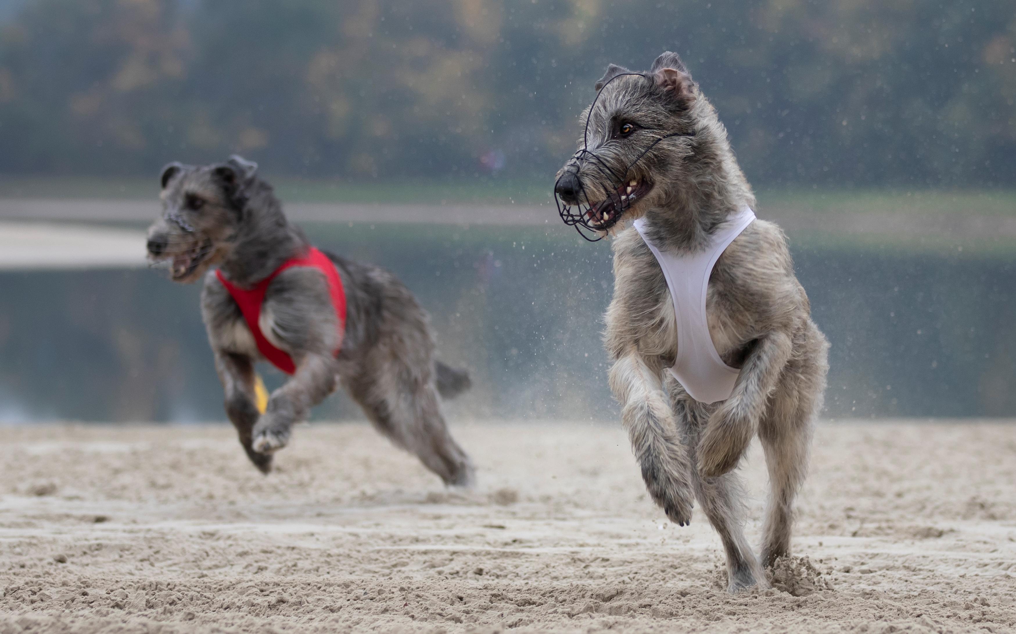 Windhonden uit alle hoeken van Europa sprinten deze week over het ...